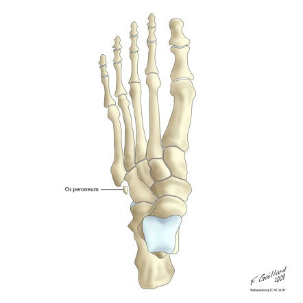 OS Peroneum – Foot Scientific Store